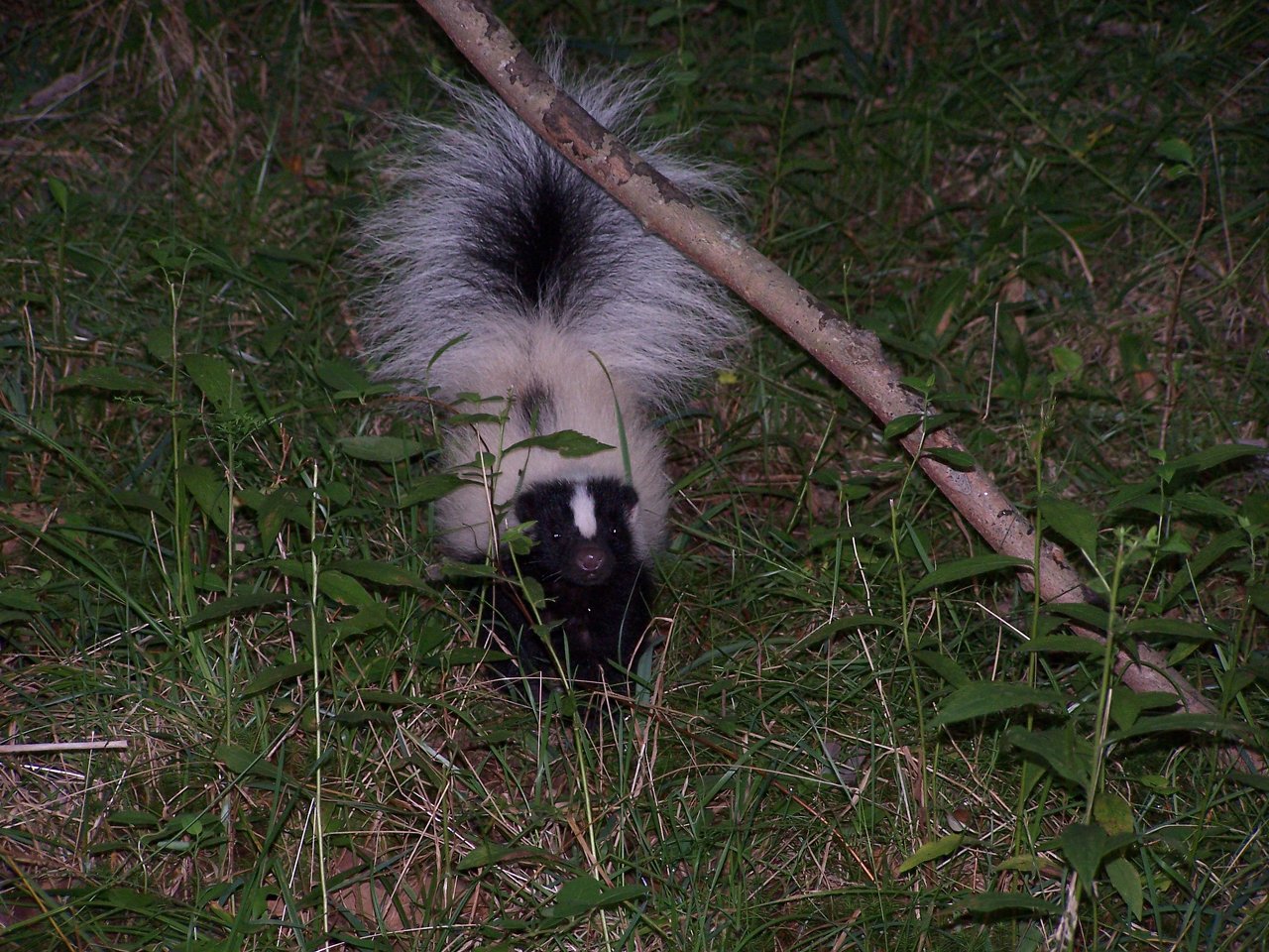 Skunk Breeding season • RF Wildlife Removal