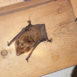 Bat Removal – RF Wildlife Removal